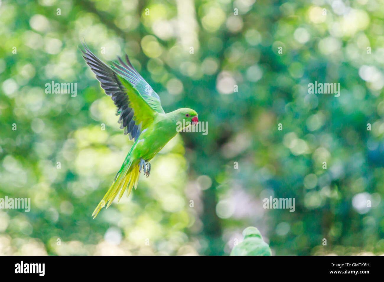 Ring neck Indian Parakeet Capture in flight. The parakeet was flying at ...