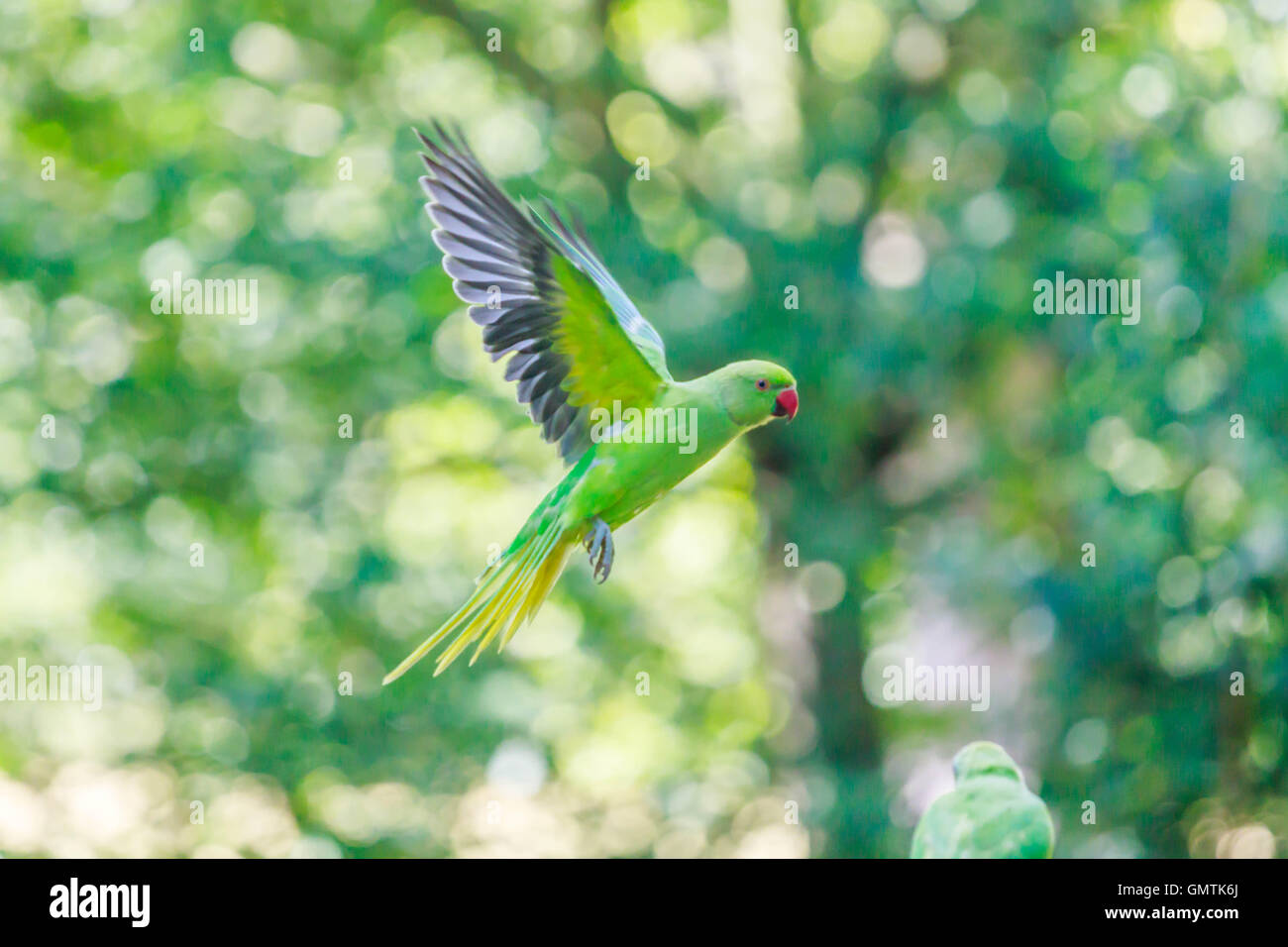 Ring neck Indian Parakeet Capture in flight. The parakeet was flying at ...