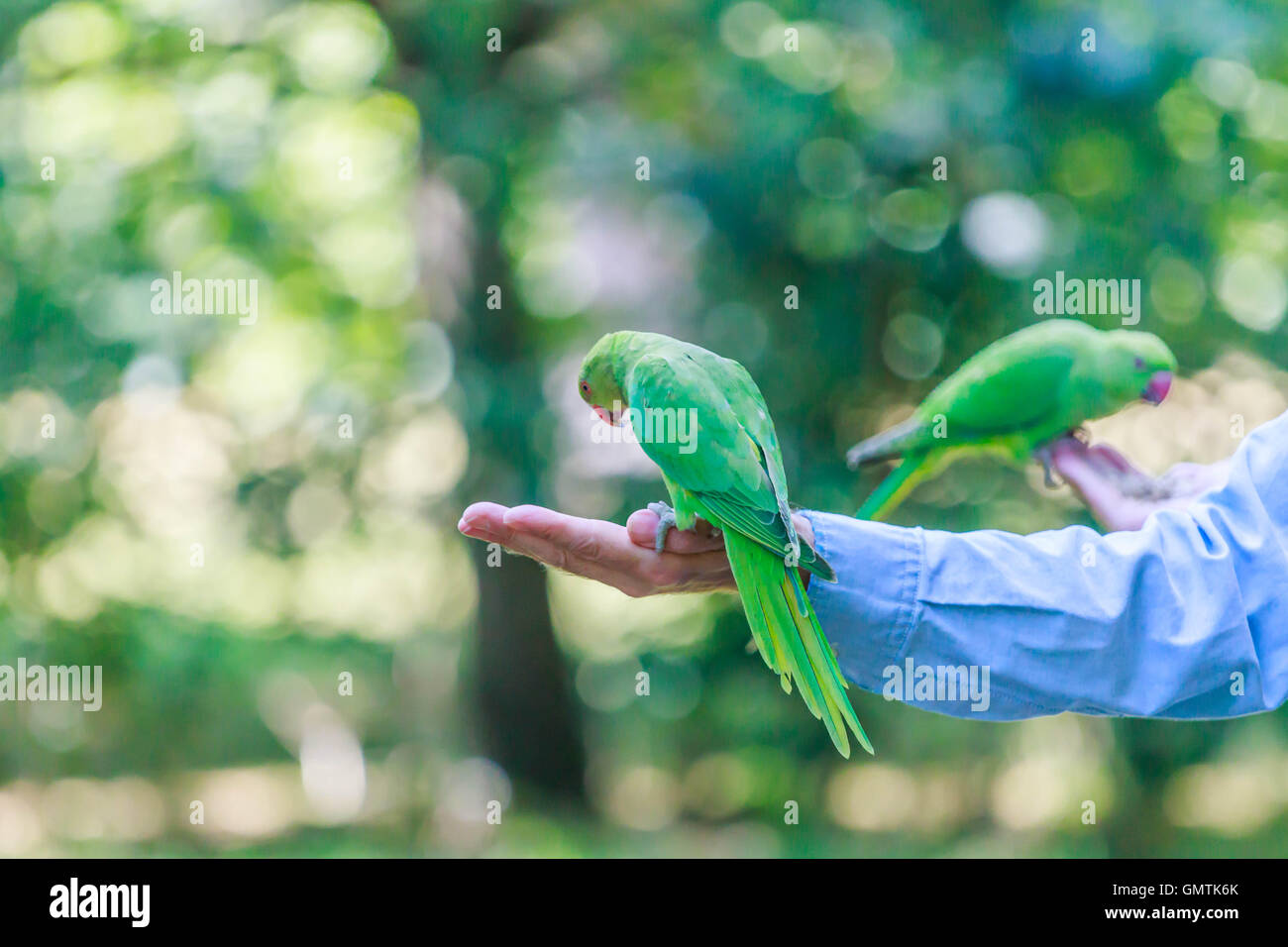 Ring neck India parakeet in Hyde park being fed by hand flying around ...
