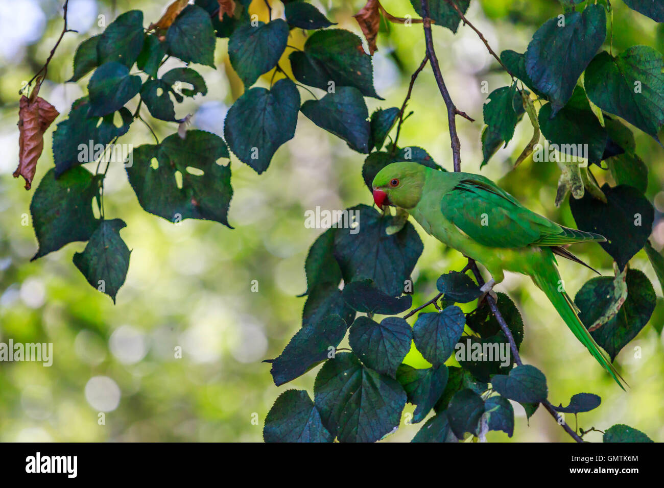 Indian ringneck parrot flying hi-res stock photography and images - Alamy