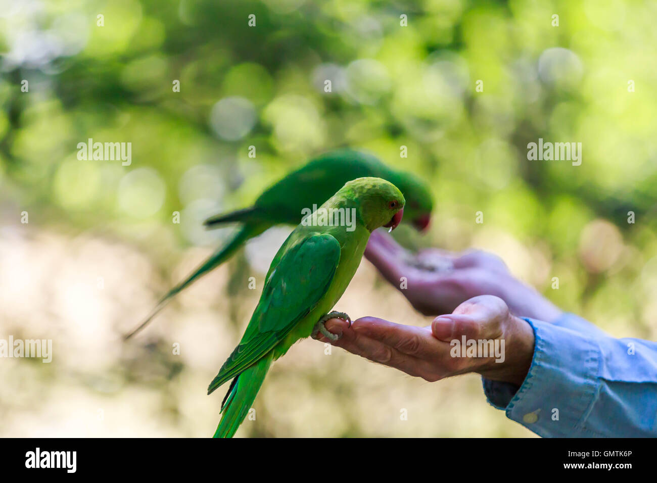 Ring neck India parakeet in Hyde park being fed by hand flying around ...
