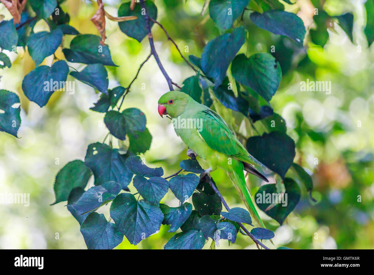 Ring neck India parakeet in Hyde park being fed by hand flying around ...