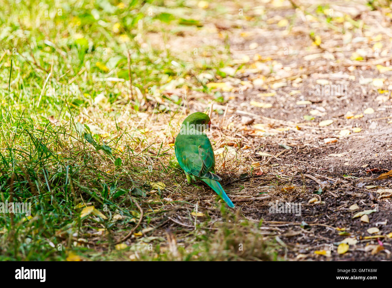 Ring neck India parakeet in Hyde park being fed by hand flying around ...