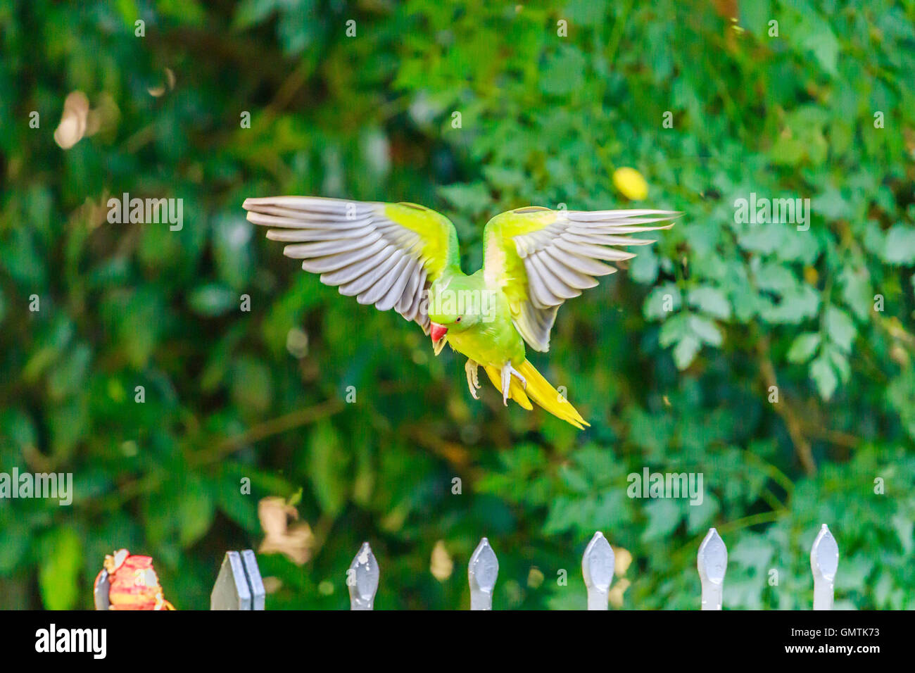 Ring neck India parakeet in Hyde park being fed by hand flying around ...