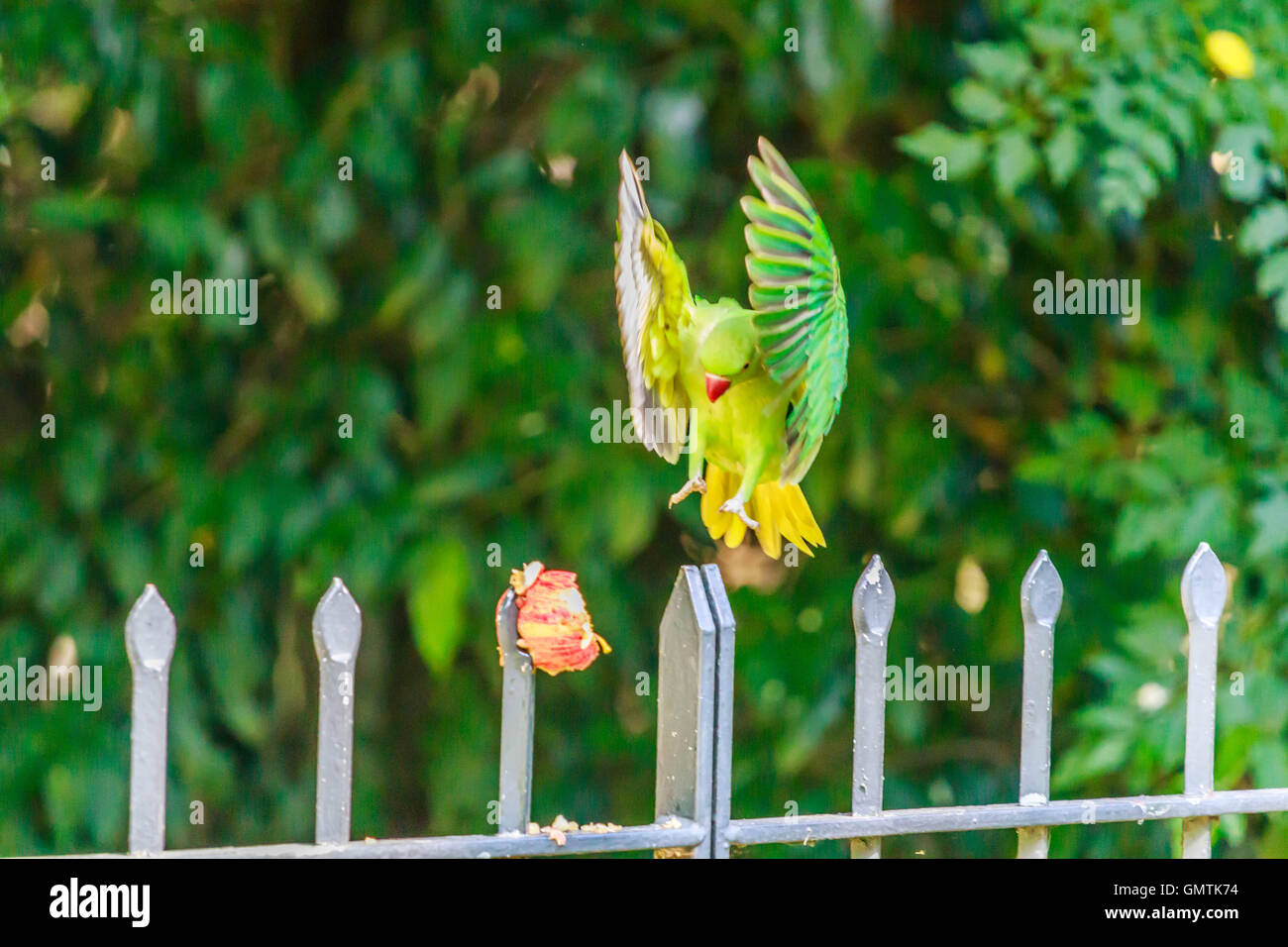 Ring neck India parakeet in Hyde park being fed by hand flying around ...