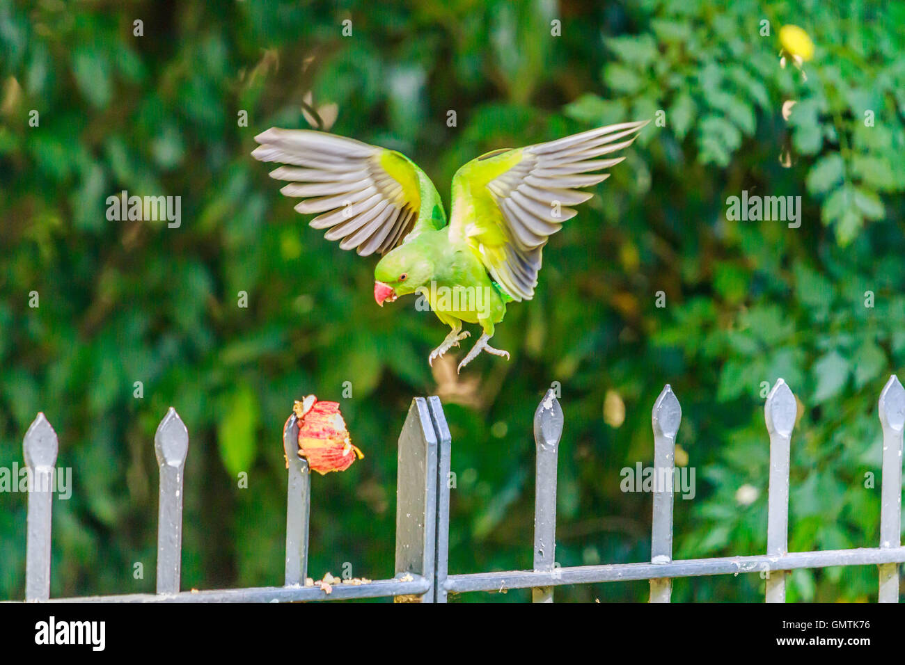 Ring neck India parakeet in Hyde park being fed by hand flying around ...