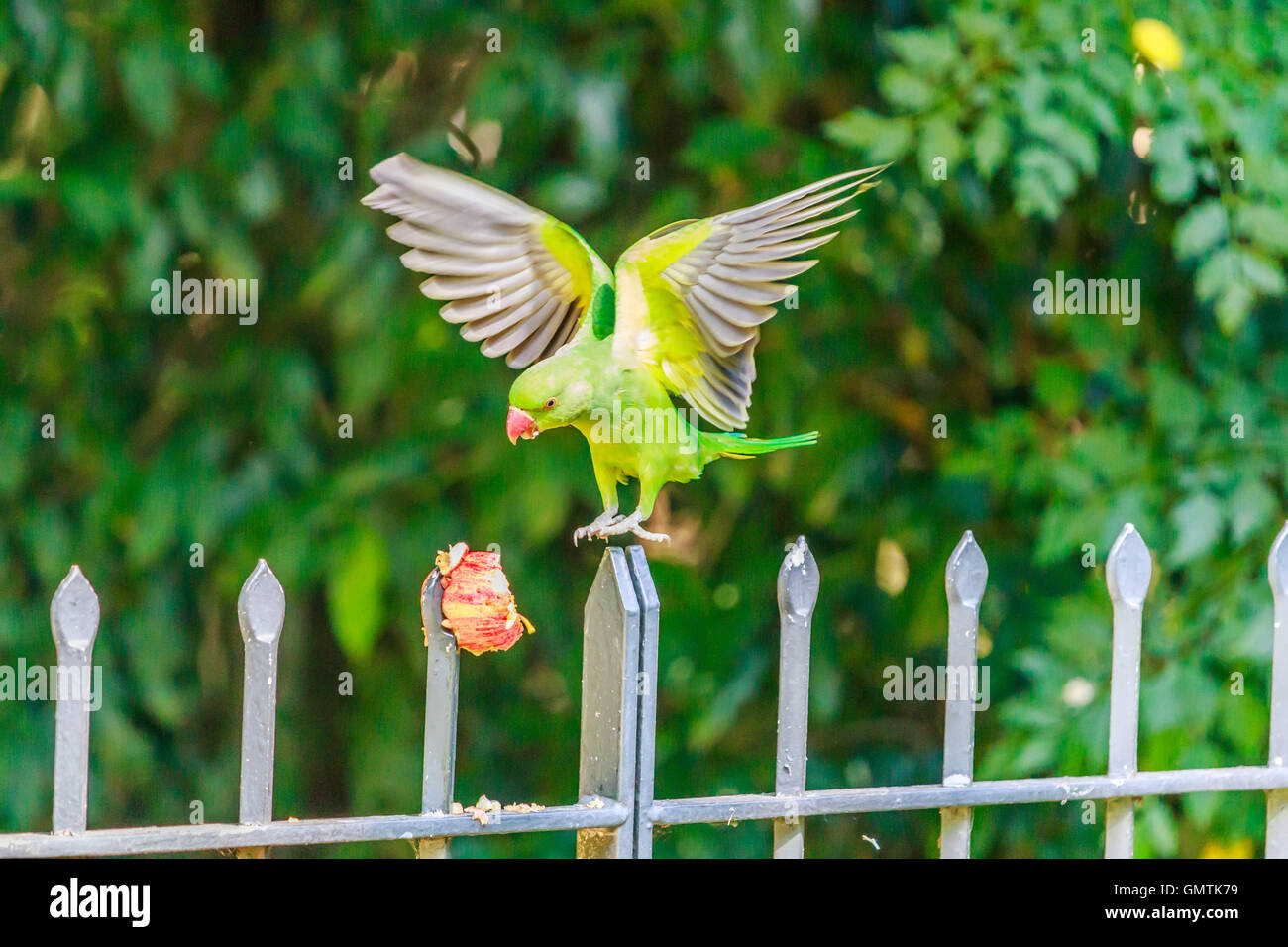 Ring neck India parakeet in Hyde park being fed by hand flying around ...