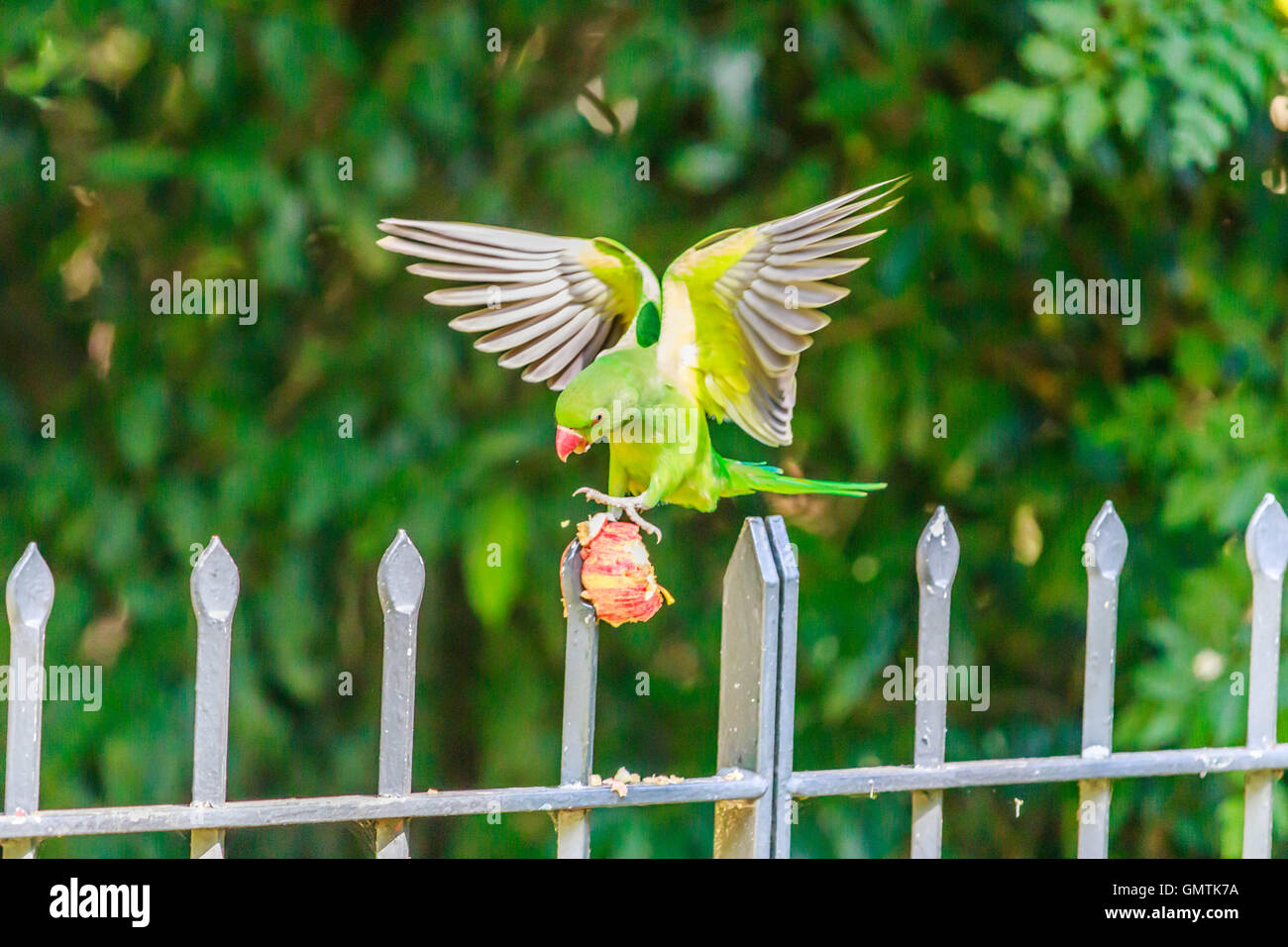 Ring neck India parakeet in Hyde park being fed by hand flying around ...