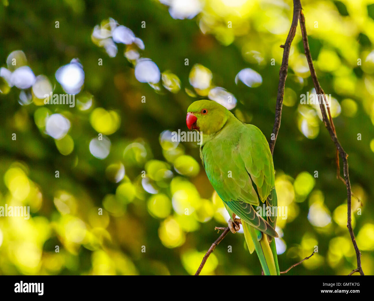 Ring neck India parakeet in Hyde park being fed by hand flying around ...