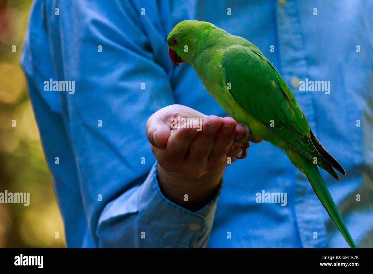 Indian ringneck parrot flying hi-res stock photography and images - Alamy