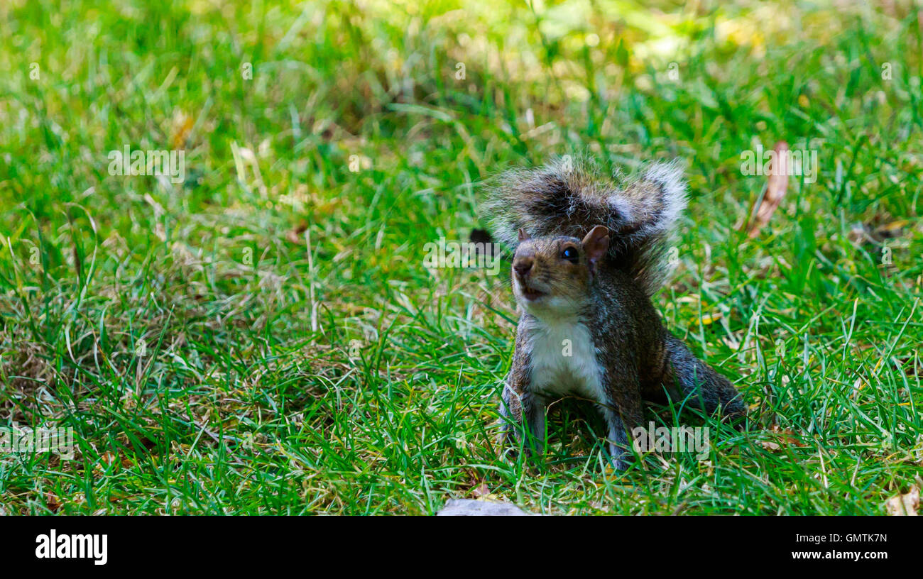 Squirrel running hi-res stock photography and images - Alamy