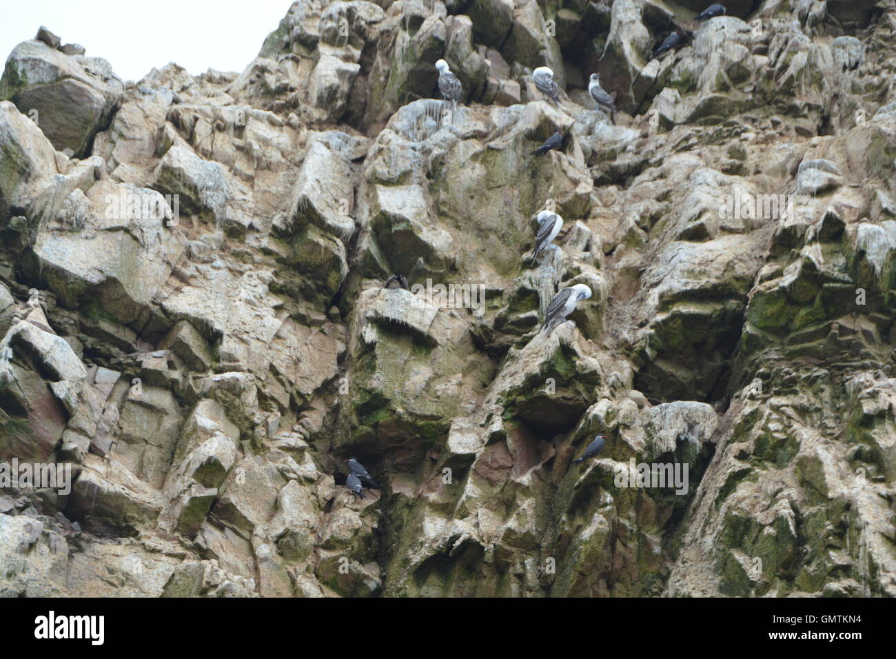 Ballestas Islands, Paracas, Peru Stock Photo - Alamy