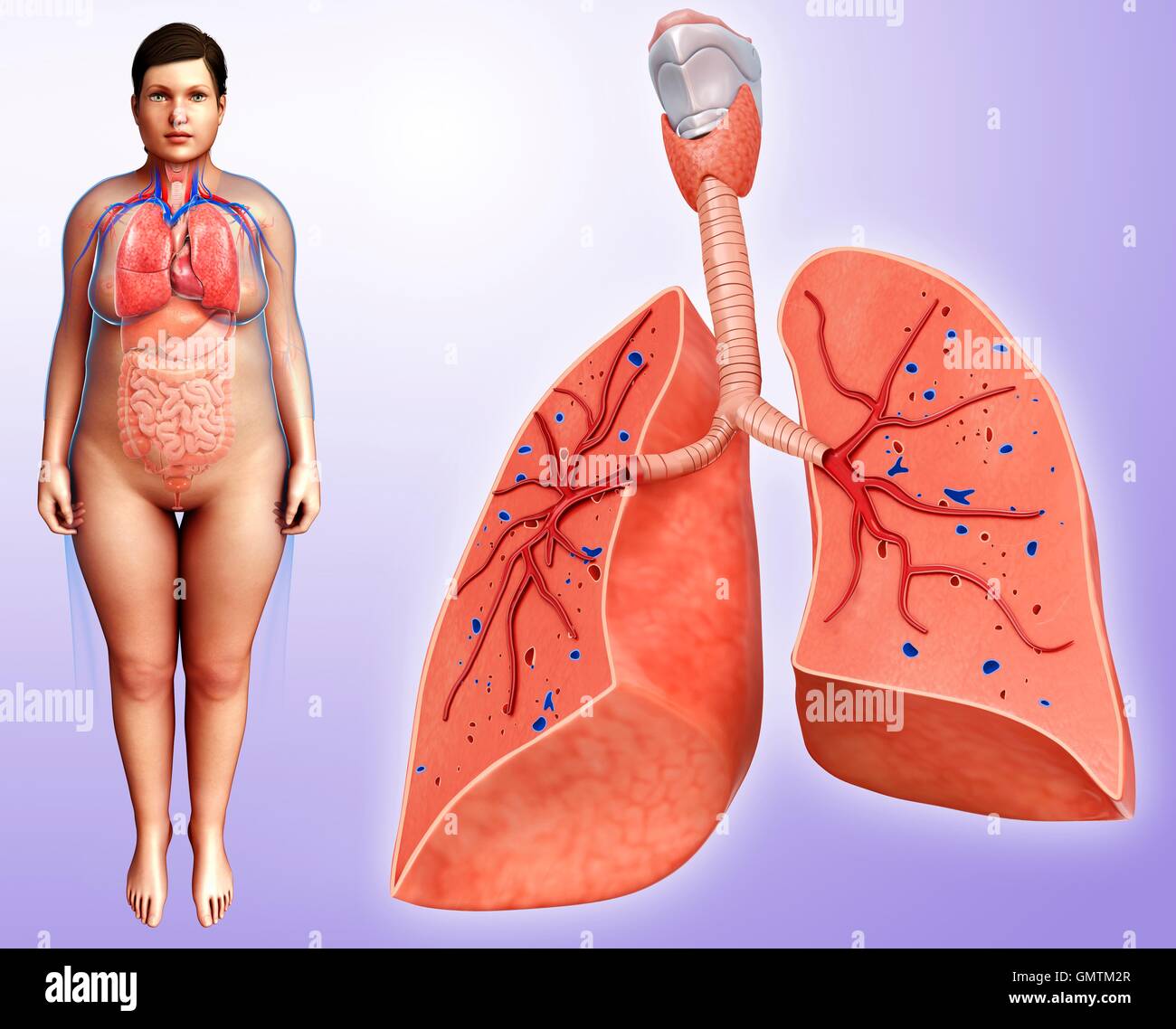 Cross section of the lungs hi-res stock photography and images - Alamy
