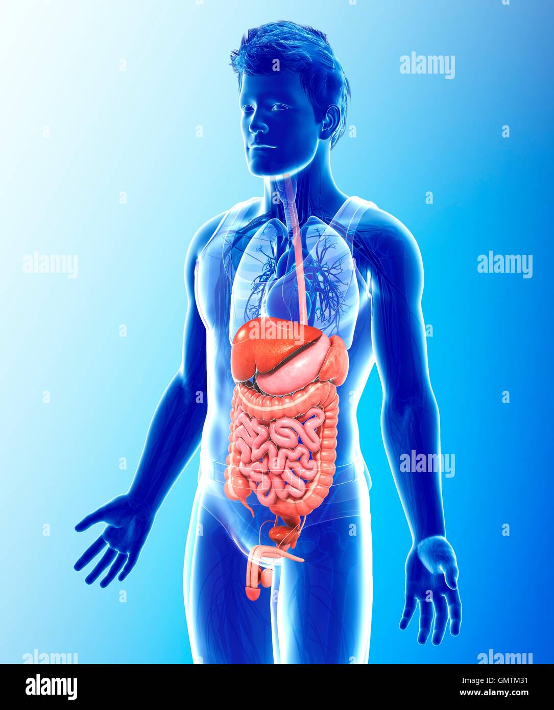 Illustration of male digestive system Stock Photo - Alamy