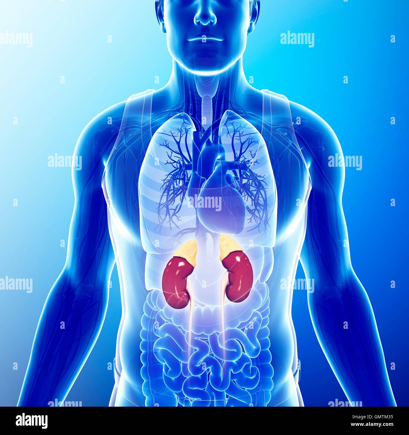 Illustration of male kidneys Stock Photo - Alamy