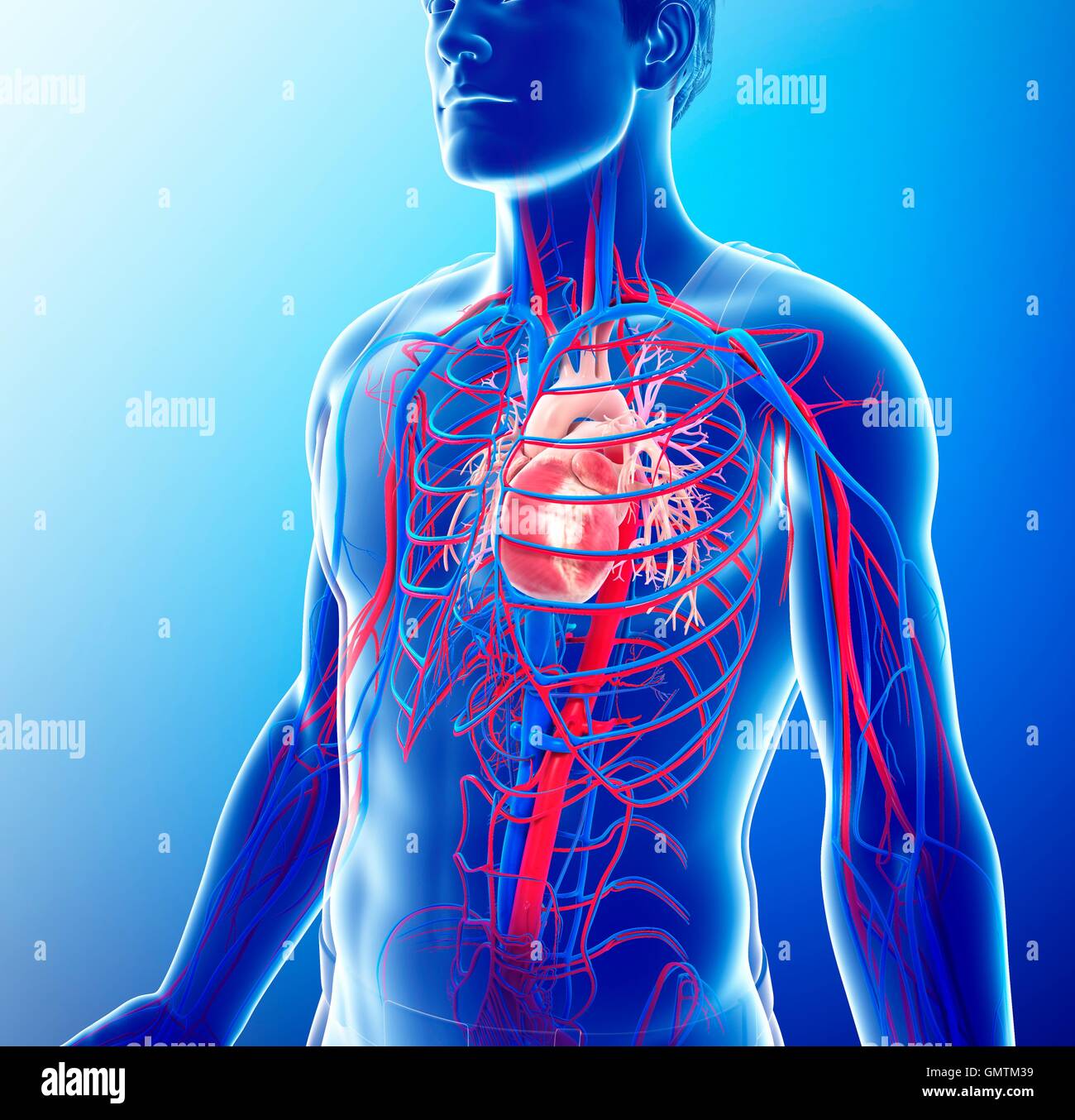 Illustration of male heart Stock Photo - Alamy