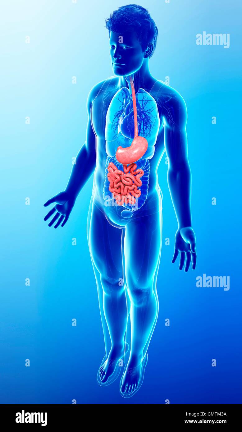Illustration of male digestive system Stock Photo - Alamy