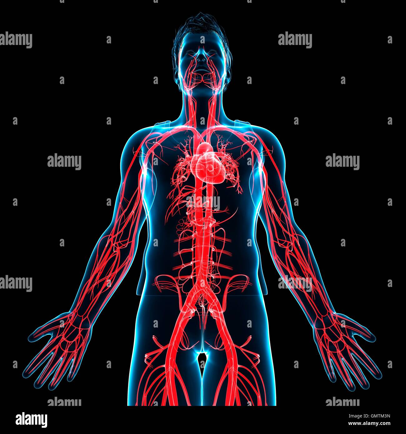 Illustration of male heart and arteries Stock Photo - Alamy