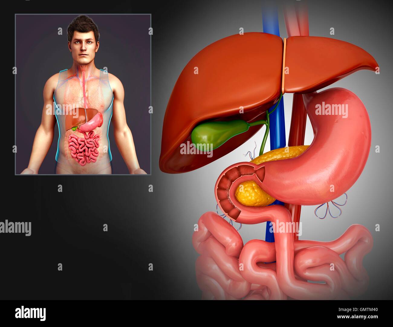 Illustration of human liver and stomach Stock Photo - Alamy