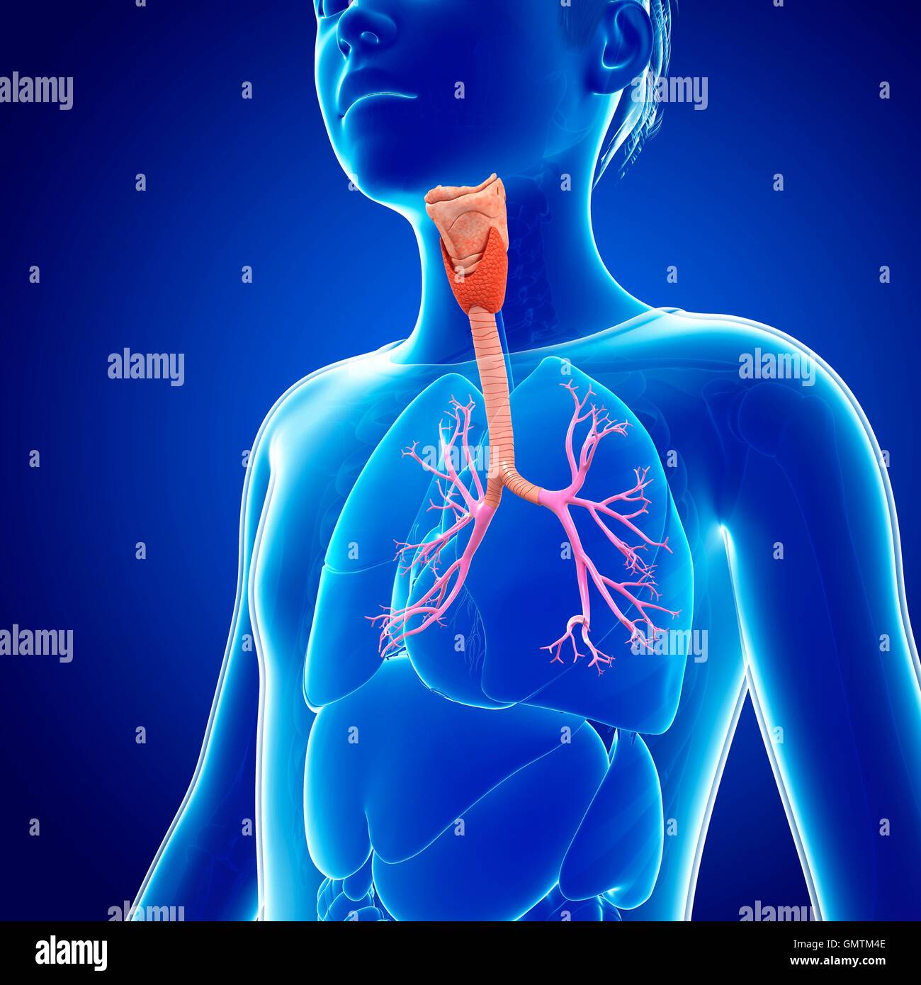 Bronchi of a child hi-res stock photography and images - Alamy