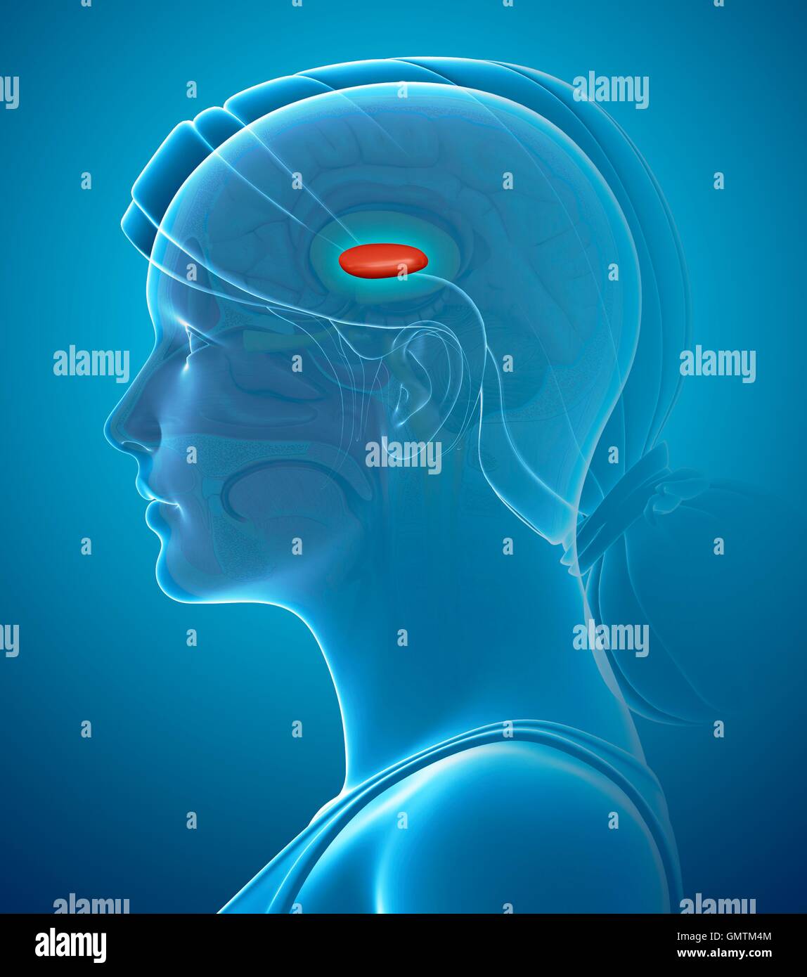 Illustration of the globus pallidus in the brain Stock Photo - Alamy