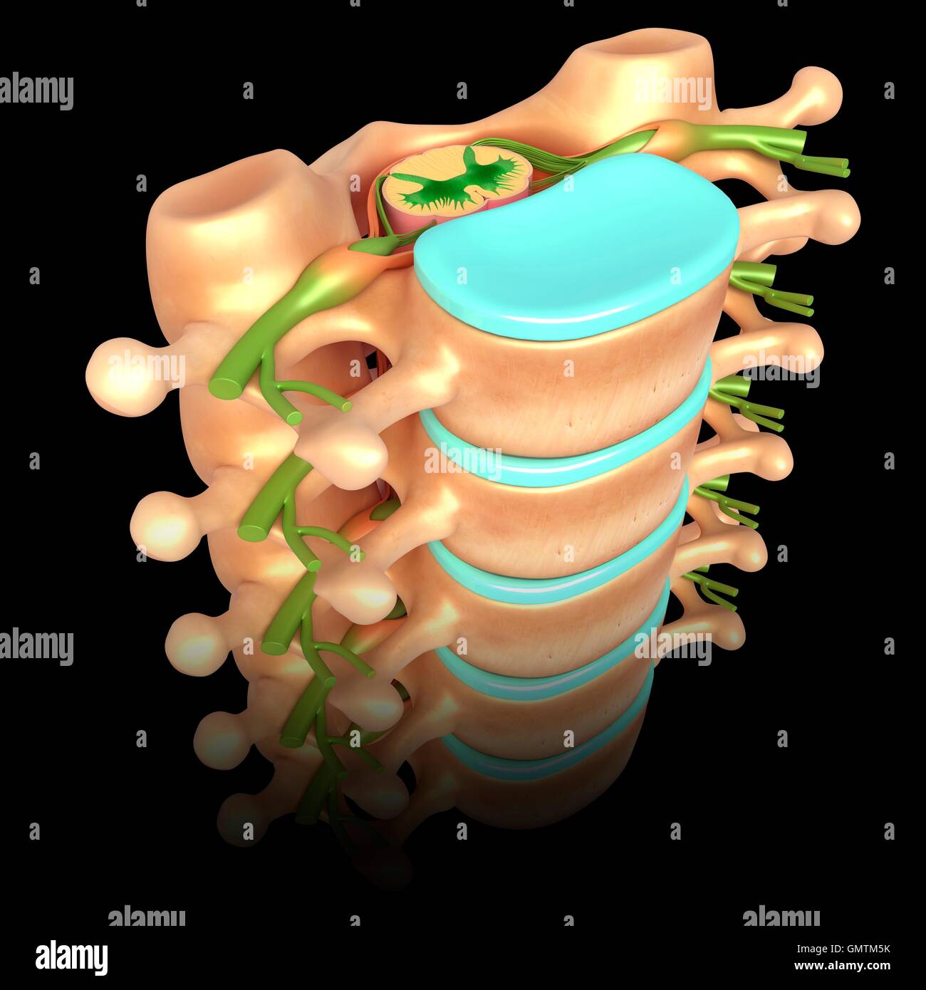 Illustration of lumbar vertebrae Stock Photo - Alamy