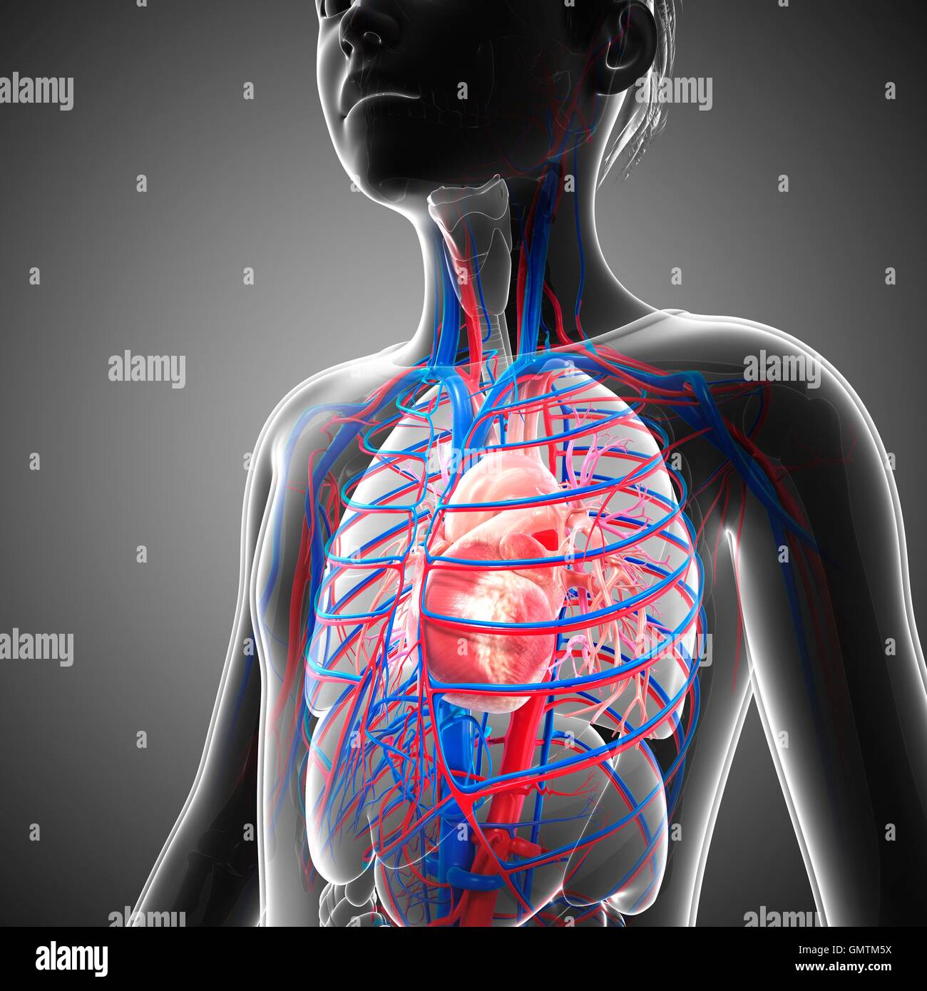 Illustration of a teenage boy's heart Stock Photo - Alamy