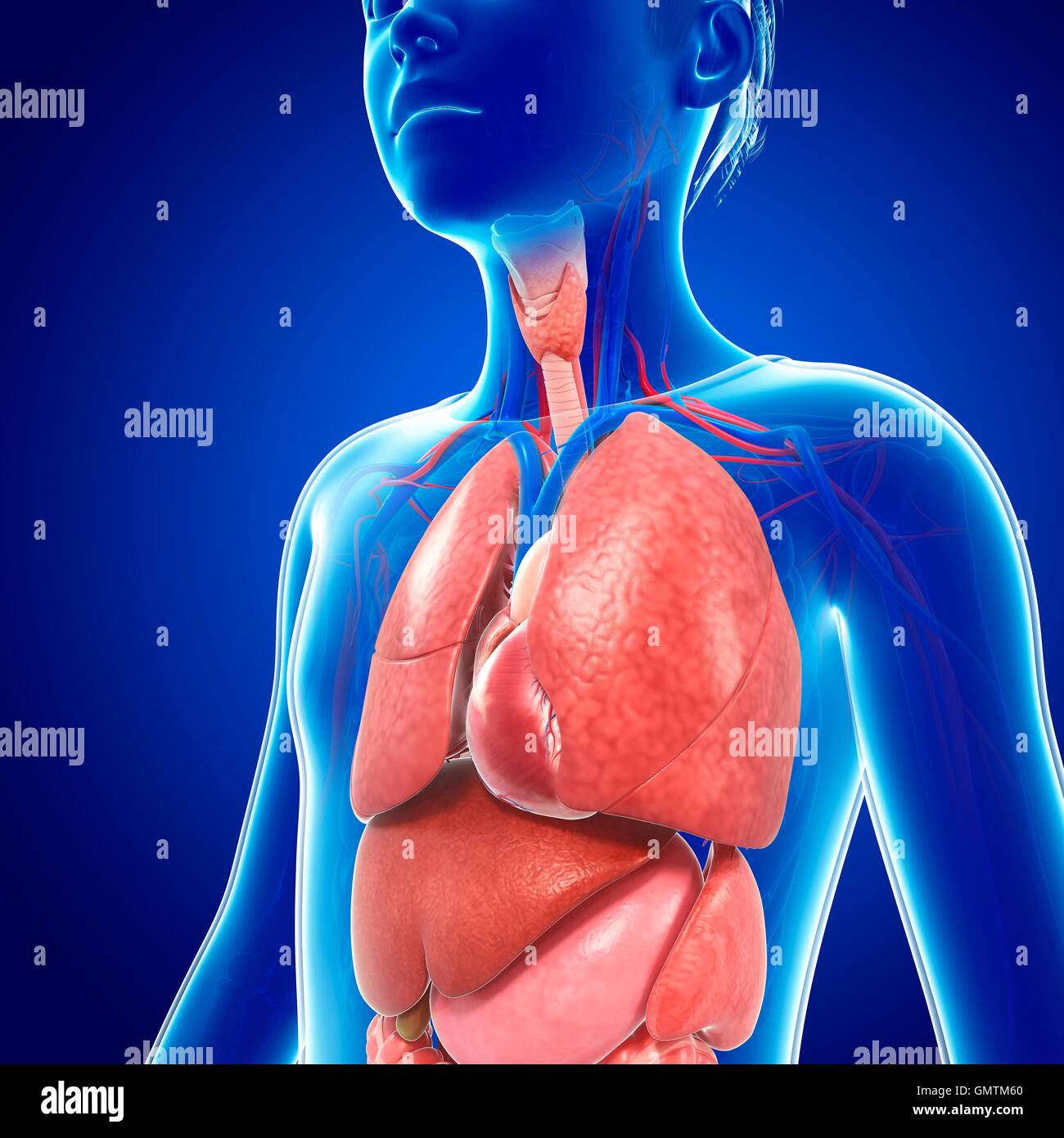 Illustration of a teenage boy's chest anatomy Stock Photo - Alamy