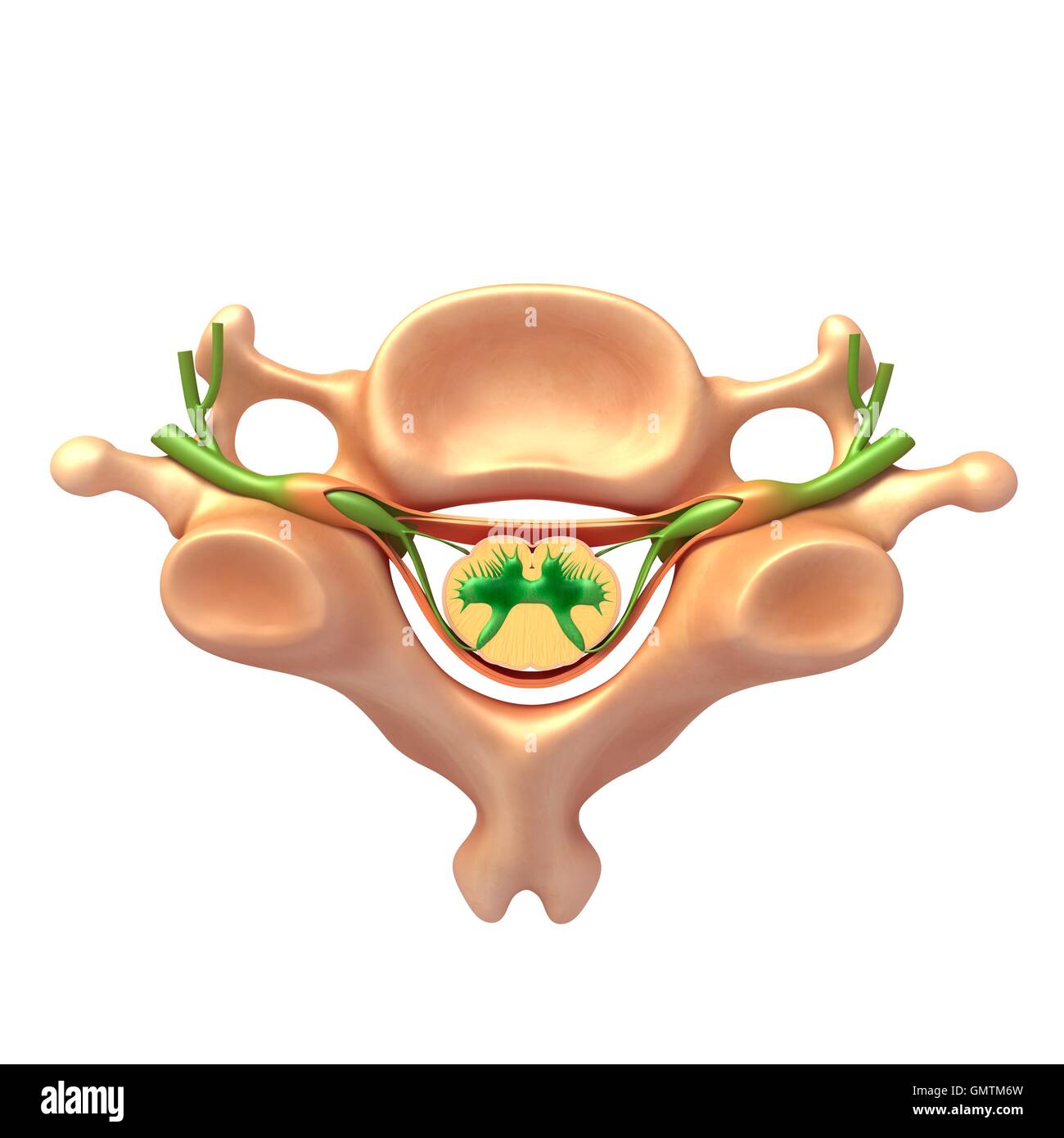 Illustration of human vertebral structure Stock Photo - Alamy
