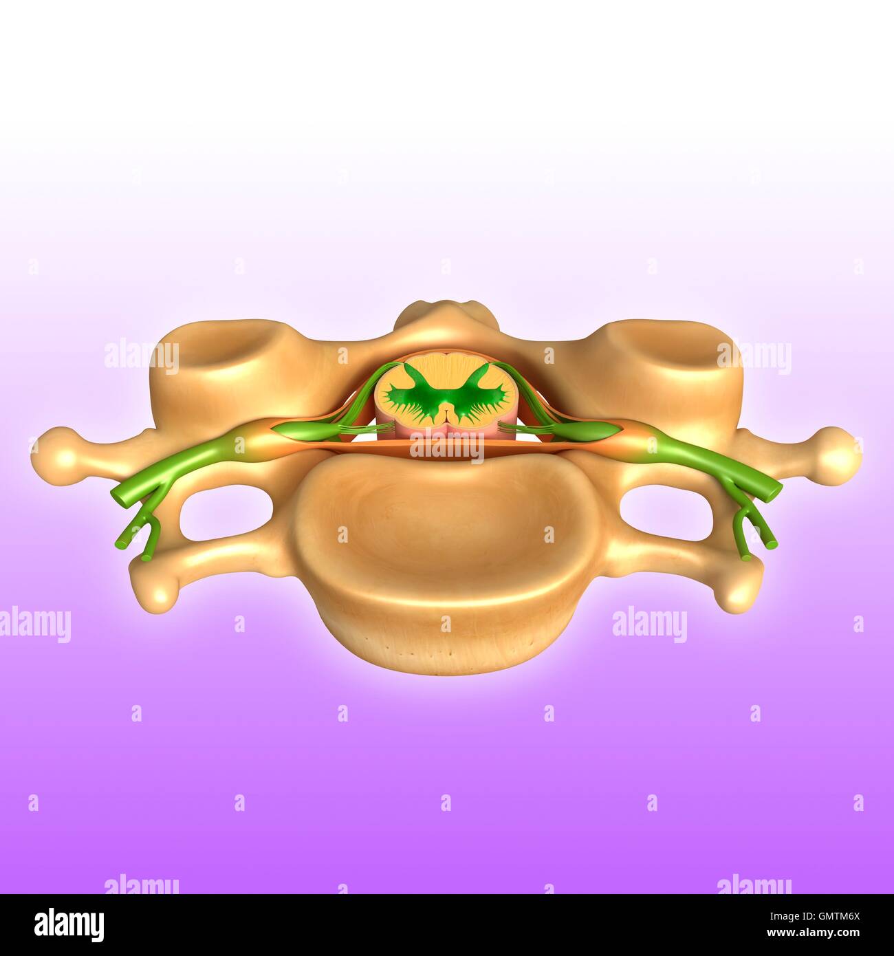 Illustration of human vertebral structure Stock Photo - Alamy