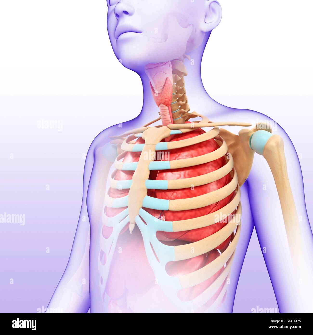 Skeletal system of a child hi-res stock photography and images - Alamy