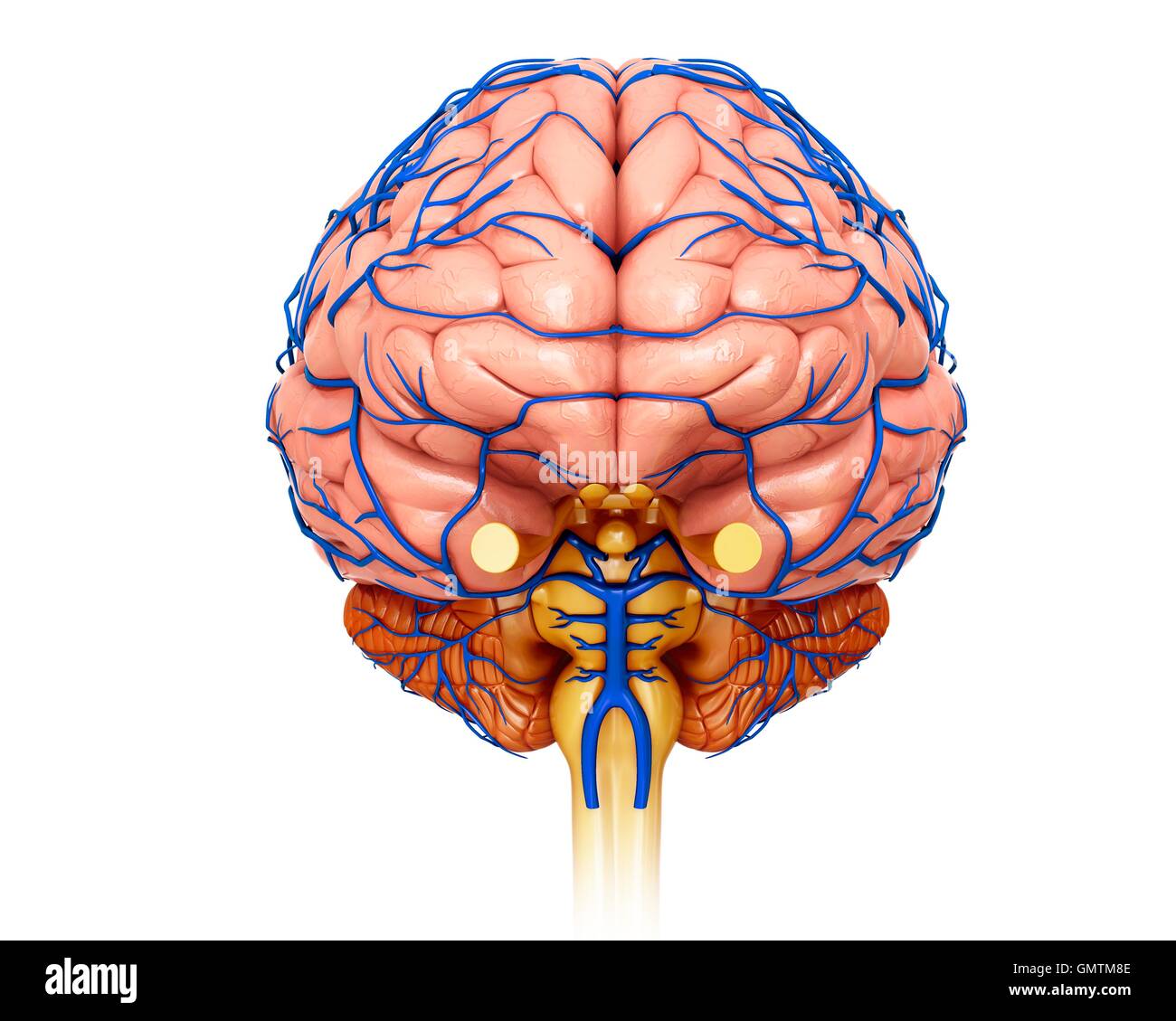 Illustration of human brain anatomy Stock Photo - Alamy