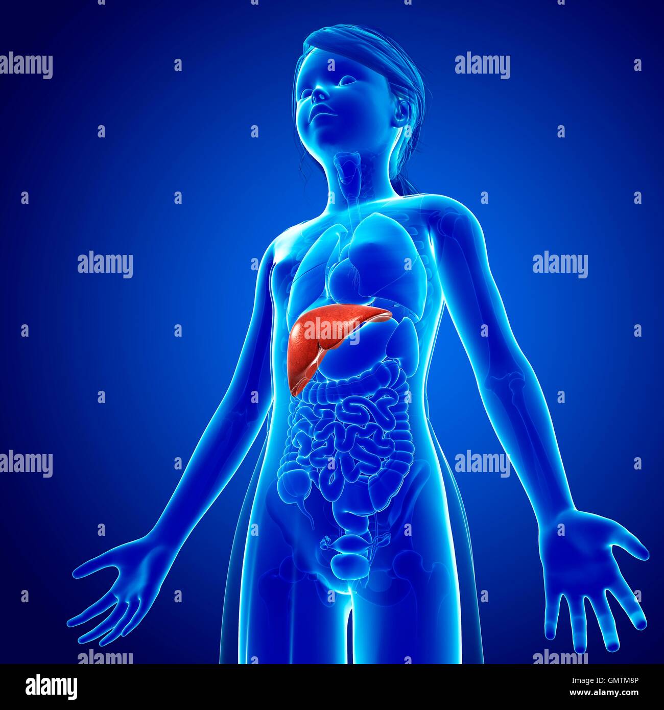 Liver girls hi-res stock photography and images - Alamy
