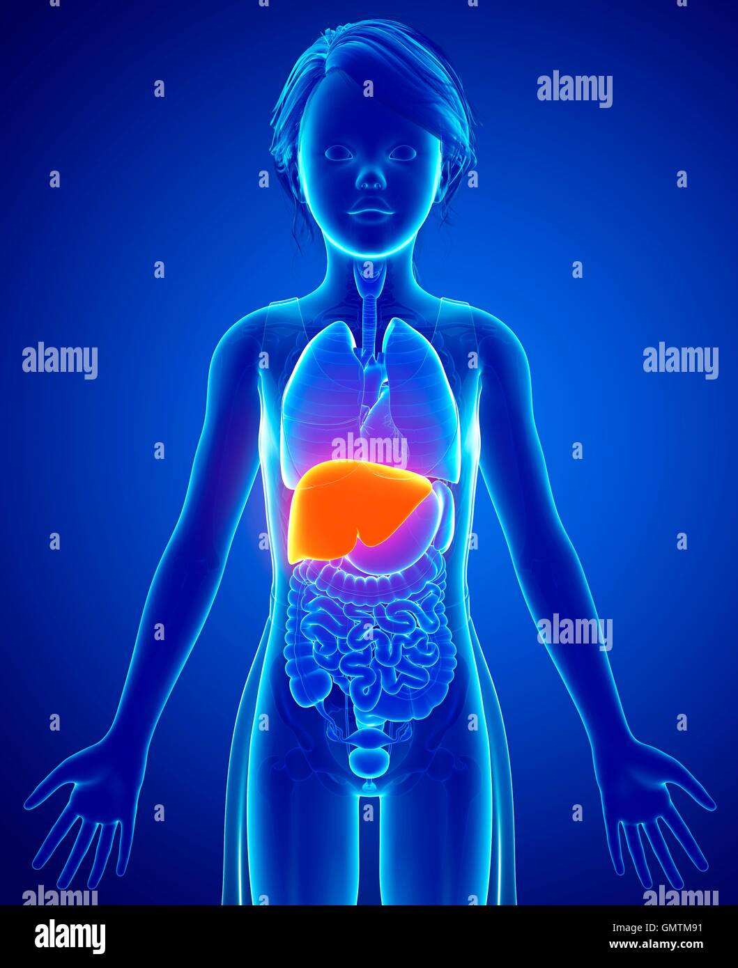 Illustration of a teenage girl's liver Stock Photo - Alamy