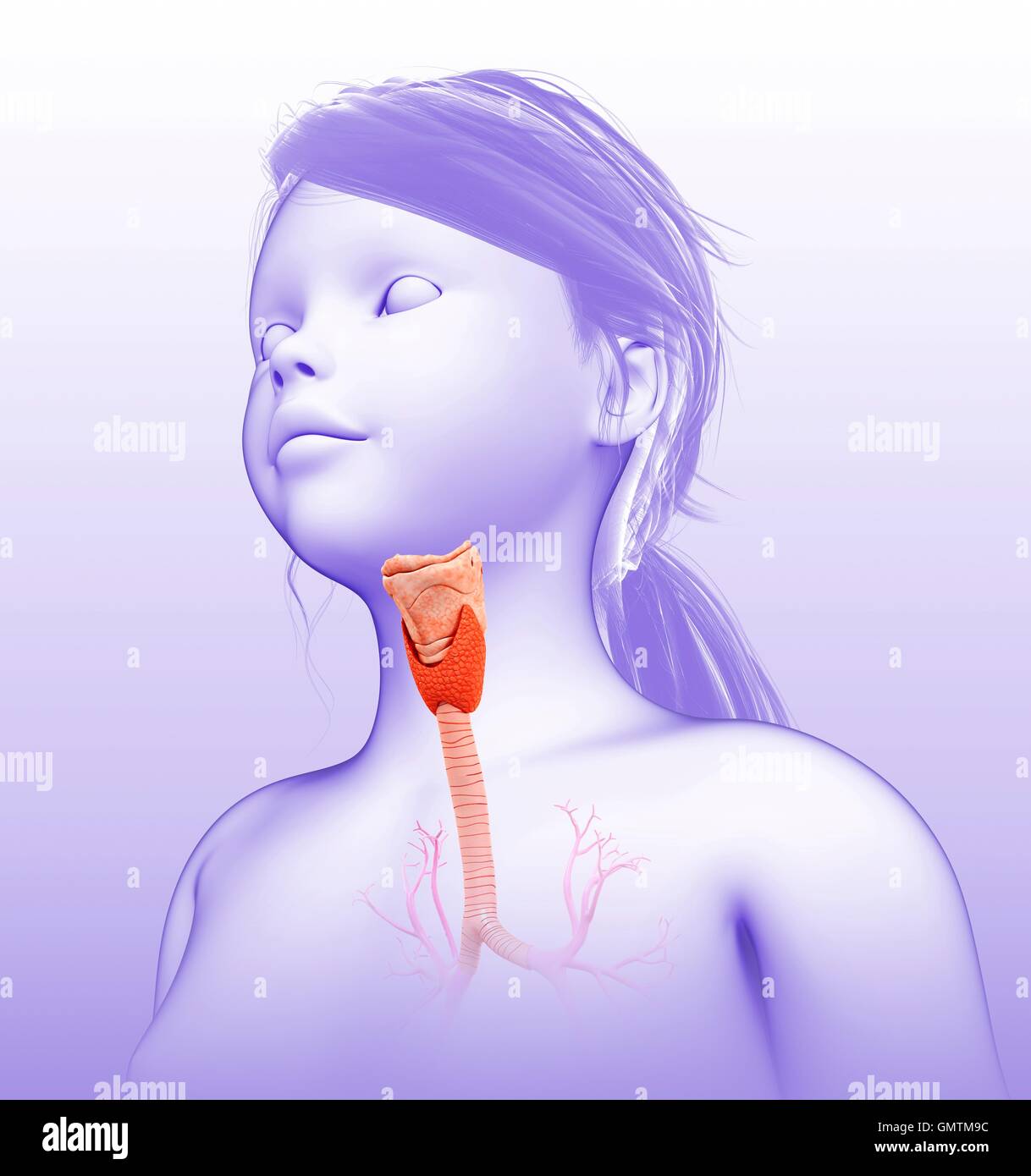 Larynx and trachea hi-res stock photography and images - Alamy