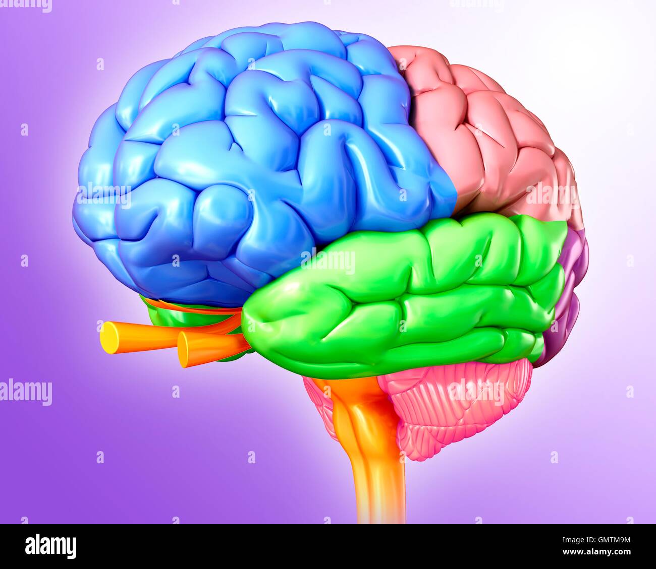 Illustration of human brain anatomy Stock Photo - Alamy