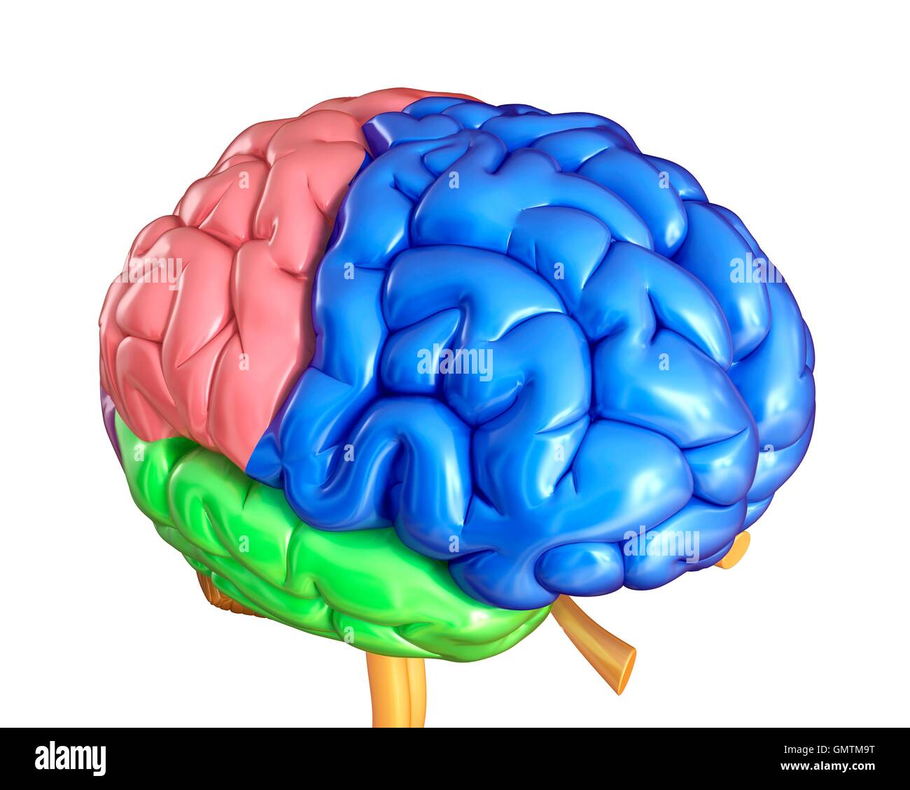 Illustration of human brain anatomy Stock Photo - Alamy