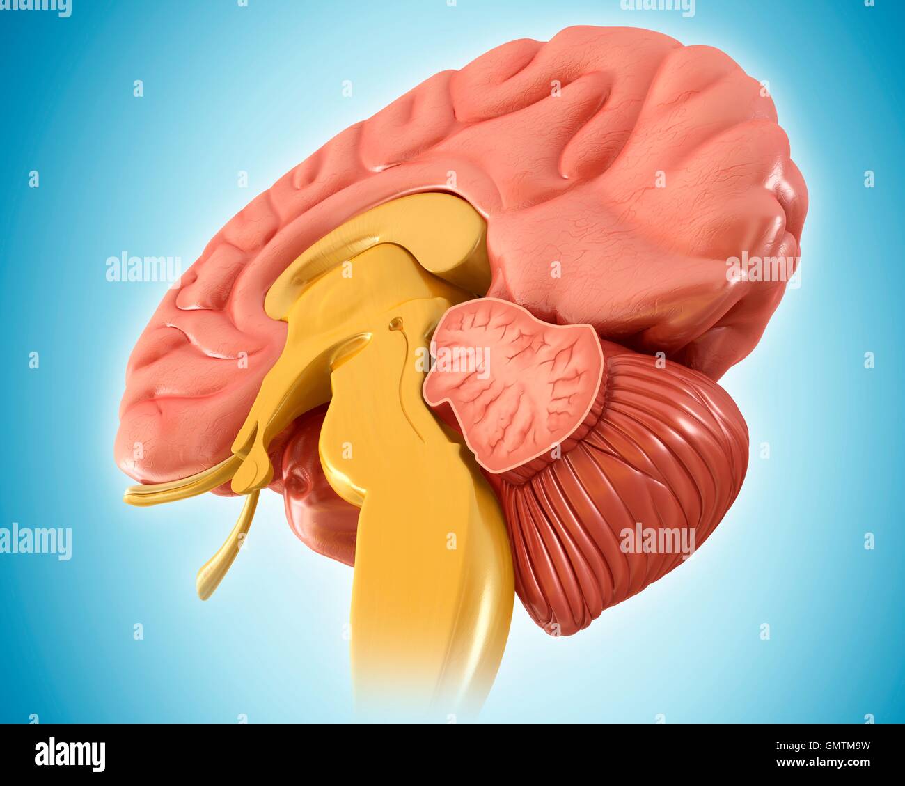 Illustration of human brain cross-section Stock Photo - Alamy