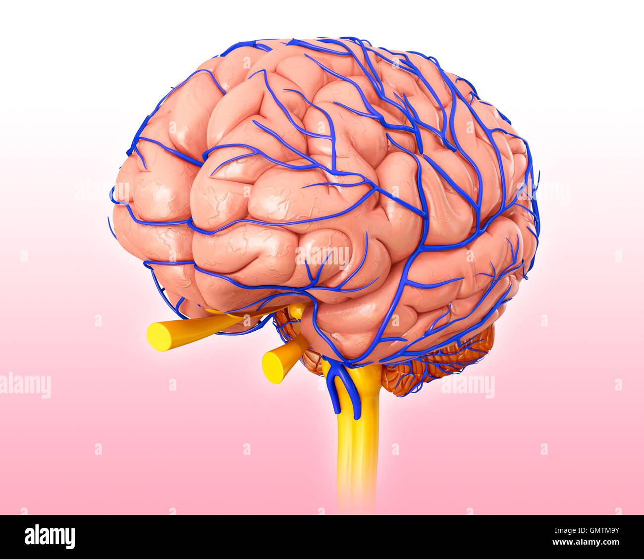 Illustration of human brain anatomy Stock Photo - Alamy