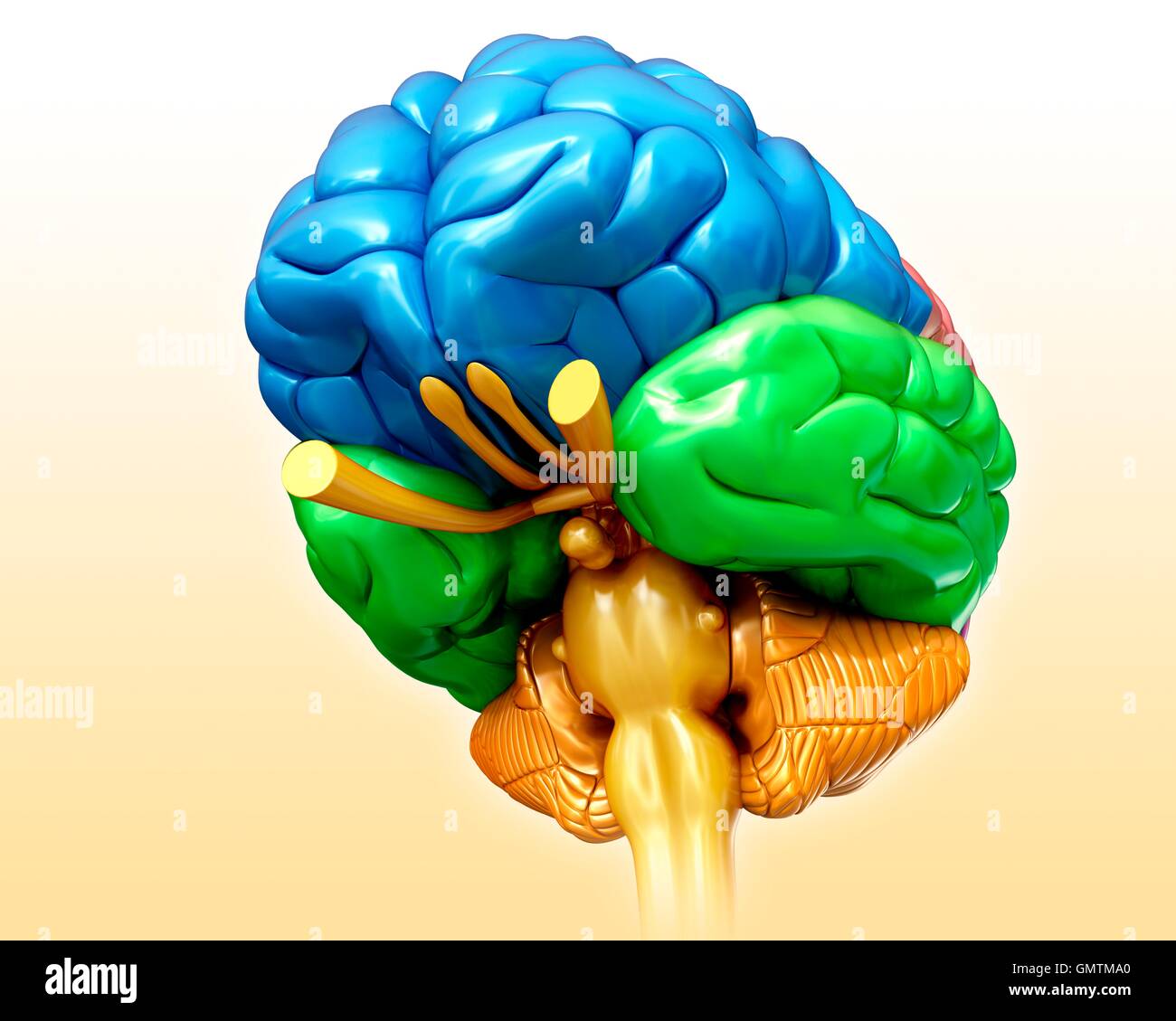 Illustration of human brain anatomy Stock Photo - Alamy