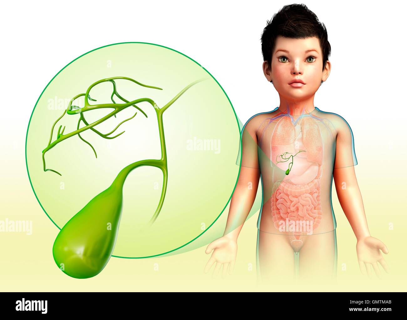 Illustration of gallbladder Stock Photo - Alamy