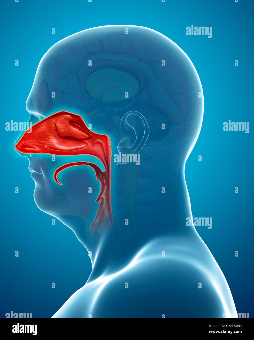 Nasal cavity hi-res stock photography and images - Alamy
