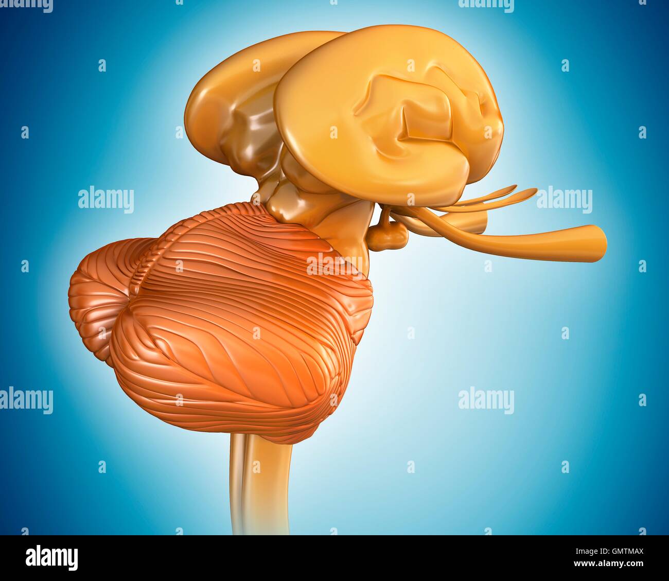 Illustration of human brain structures Stock Photo - Alamy