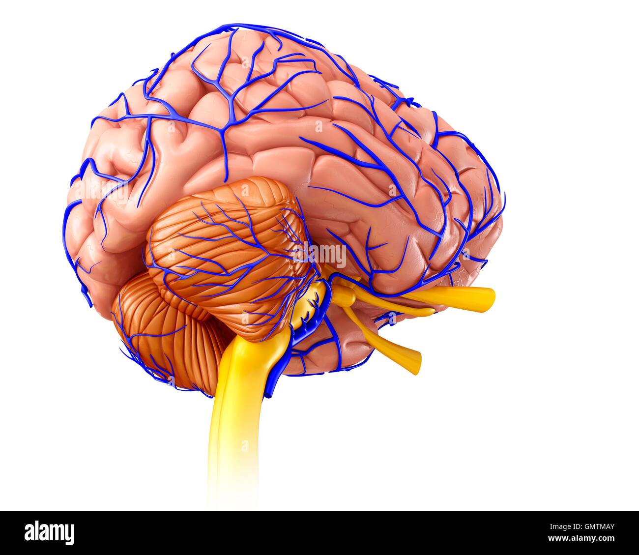 Illustration of human brain anatomy Stock Photo - Alamy