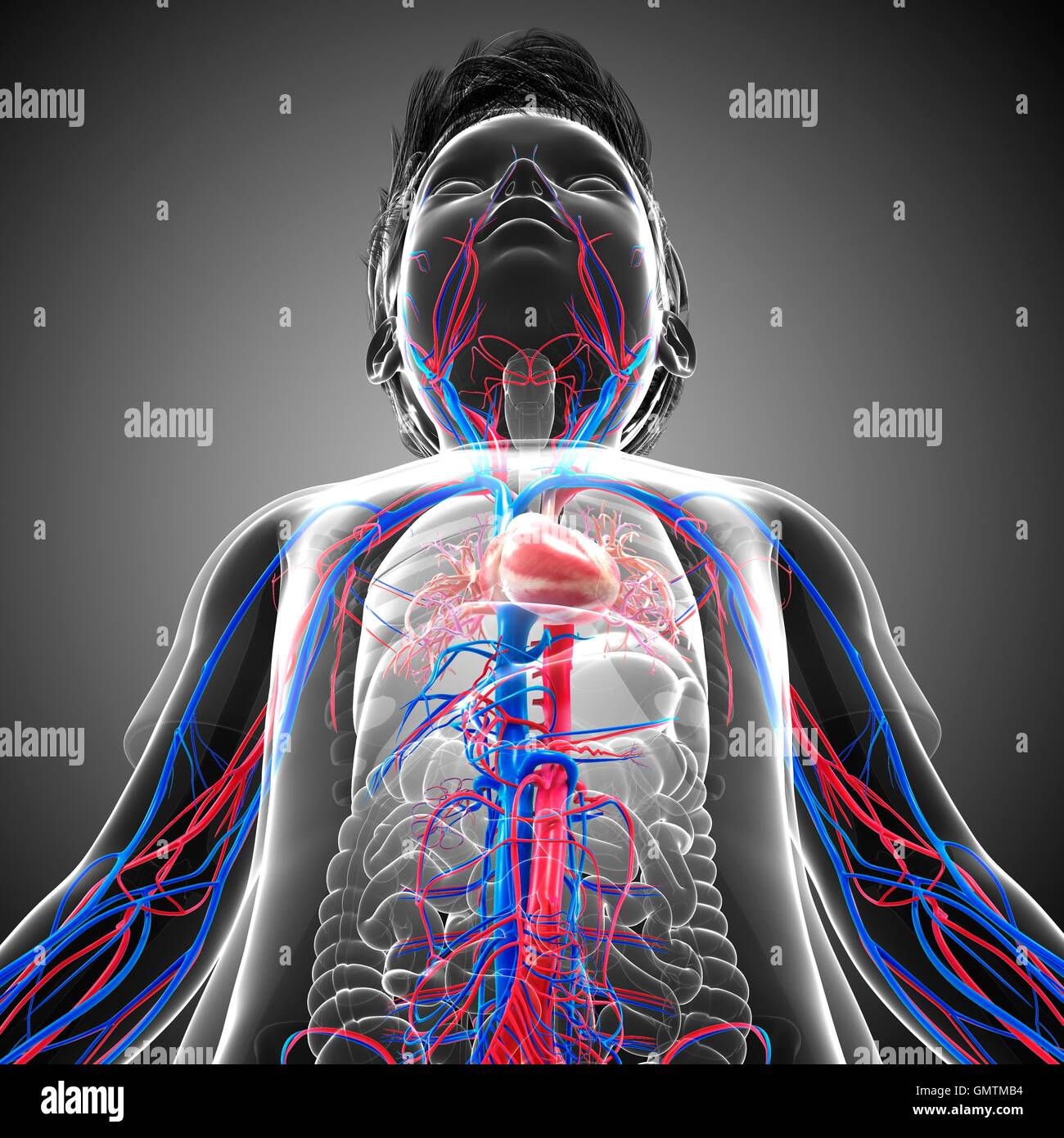 Childs heart anatomy hi-res stock photography and images - Alamy