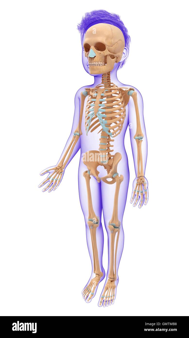 Skeletal system of a child hi-res stock photography and images - Alamy