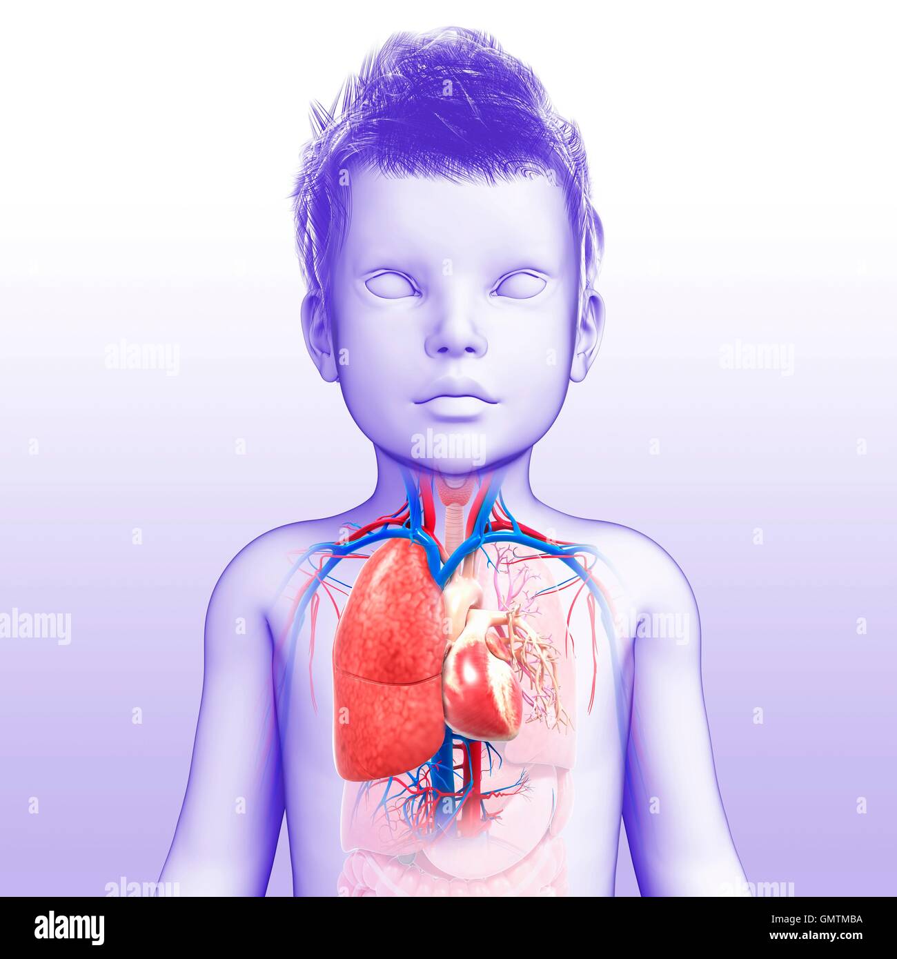 Illustration of a child's heart-lung respiratory system Stock Photo - Alamy