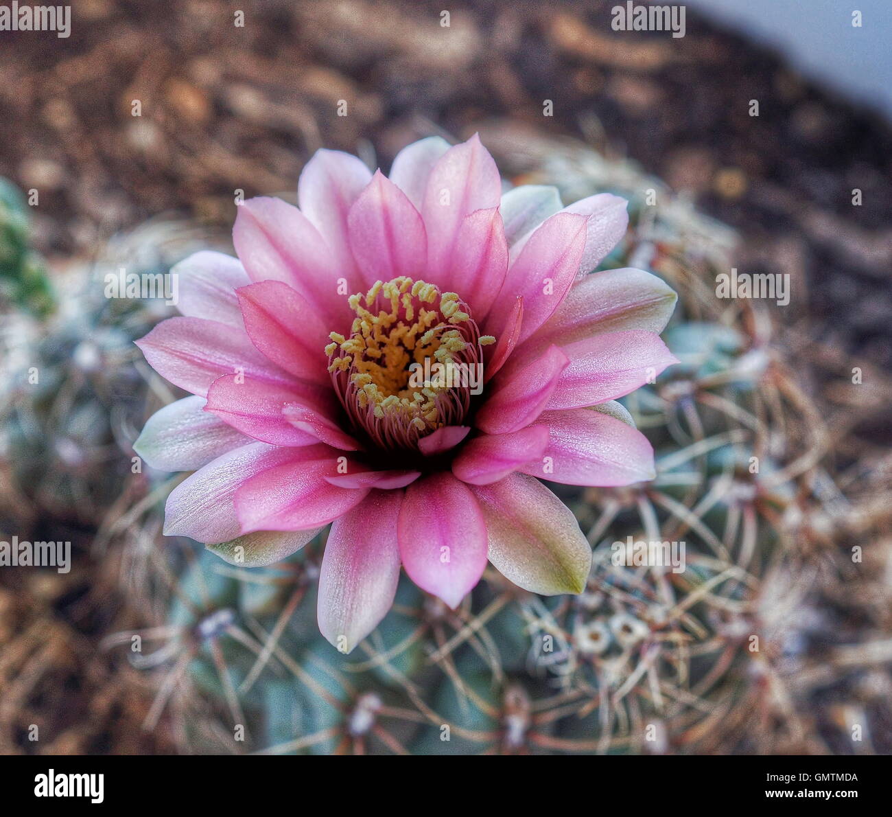 Pink succulent flower macro photo in a garden Stock Photo - Alamy