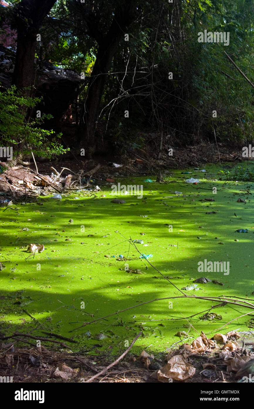 A pond used to irrigate rice fields is choked with green algae in Chork ...