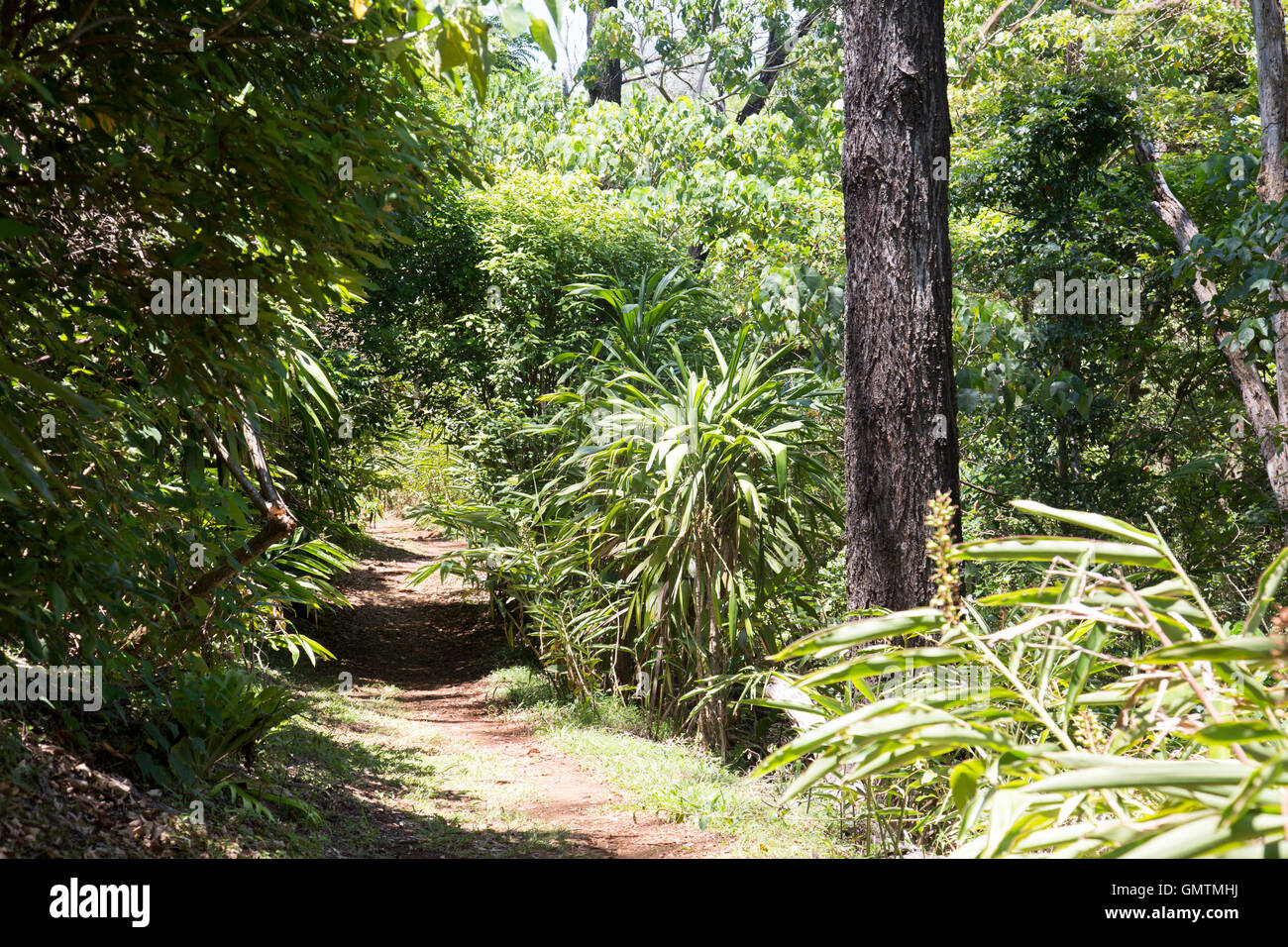 Rainforest walk at at Crystal Castle and Shambhala Gardens in ...